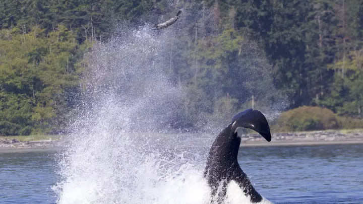 Incredible Photos Show Whale Flinging Seal High In The Air