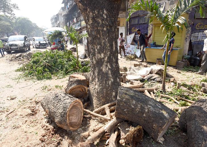 As We Are Busy Cutting Trees To Make Roads, SC Asks Why Can't Road Take ...