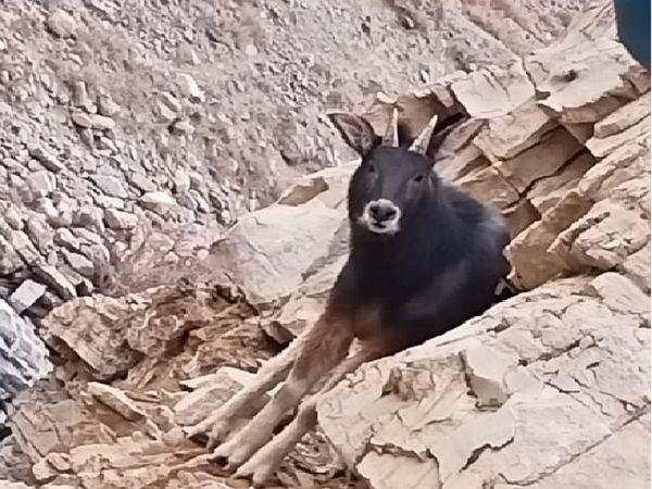 It Was Believed That The Himalayan Serow Was Extinct, Now It's Been ...
