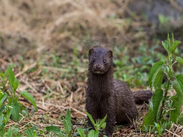 US Finds First Case Of COVID In A Wild Animal, A Utah Mink