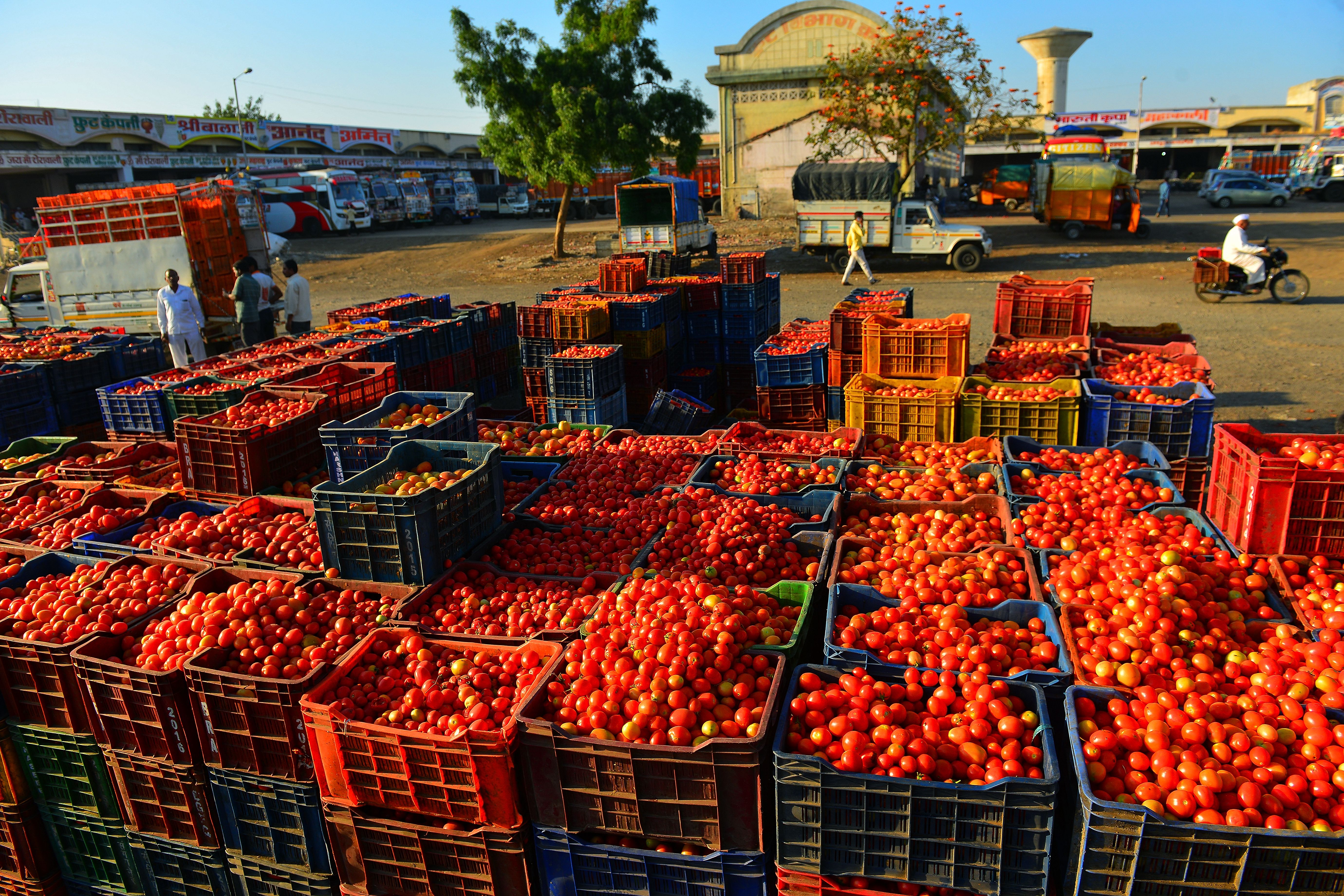 From Rs 10 To Rs 60 For 1 Kg: Why Tomato Prices Are Rising In Bengaluru