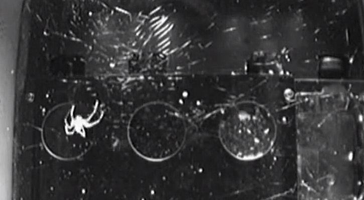 Scientists Find Spiders Forming Webs Inside Space Station, In Zero ...