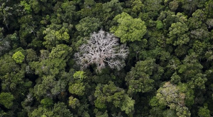 Amazon Rainforests Will Die By 2064, Due To Deforestation And Climate ...
