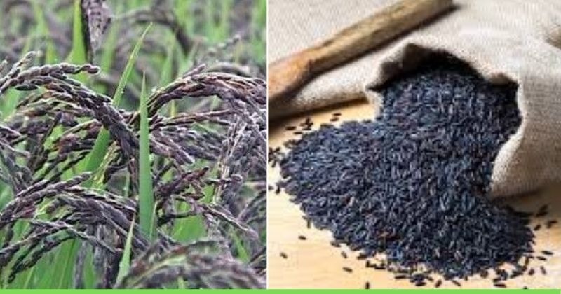चंदौली की पहचान बना 'काला चावल': किसानों की हो रही ख़ूब कमाई | How to ...