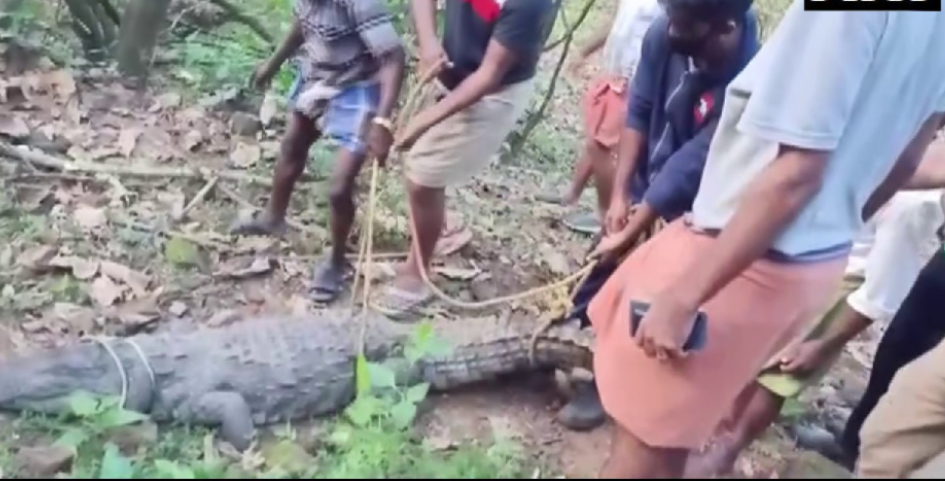 Kerala Family Sees Crocodile At Their Front Door