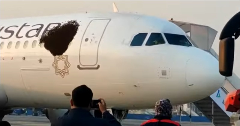 Bees Hijack Vistara Aircraft & Delay Flights By An Hour