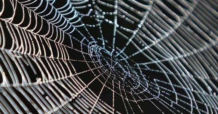 Scientists Find Spiders Forming Webs Inside Space Station, In Zero ...