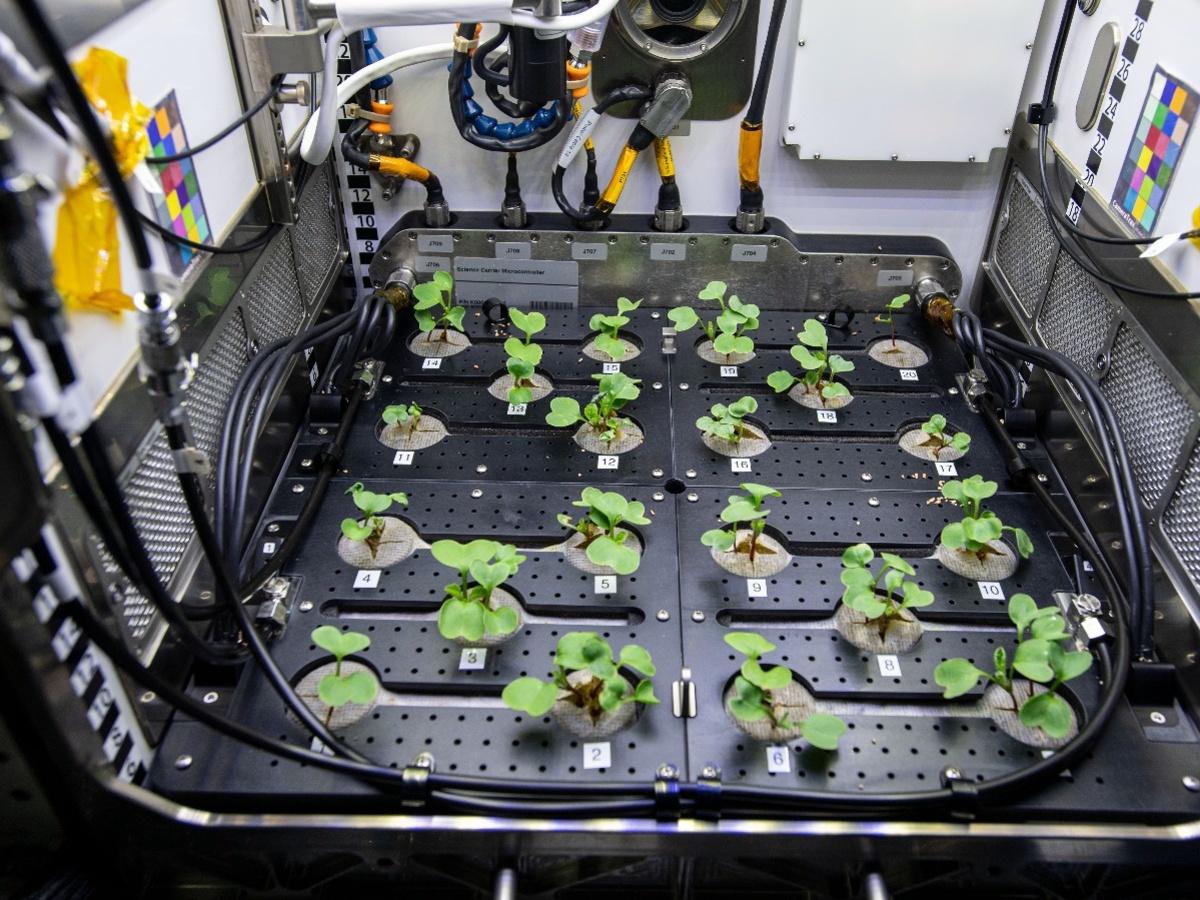 Food Technology From Nasa