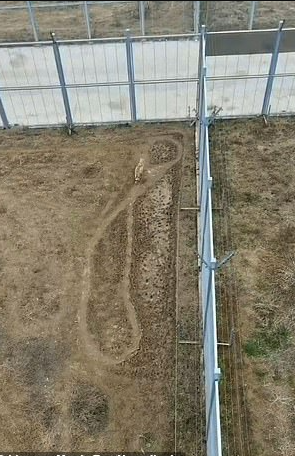 Depressed Lonely Wolf Battles Loneliness By Constantly Walking In A Loop