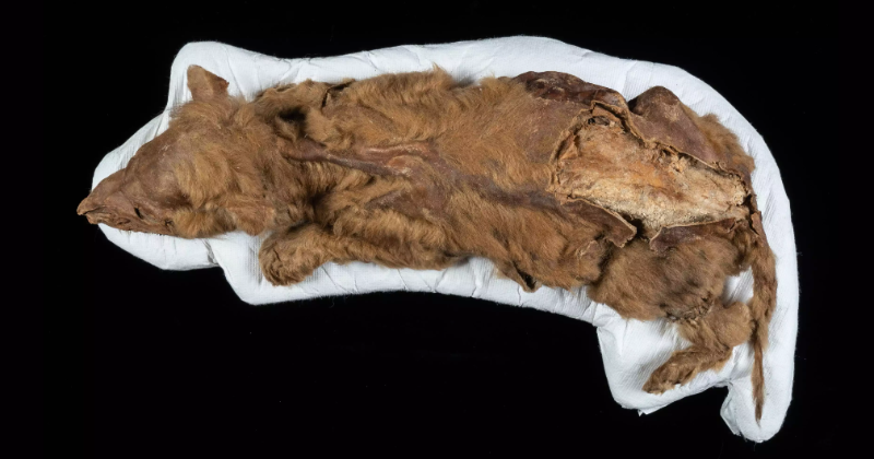 57,000-Year-Old Wolf Pup Found Mummified In Ice With Everything Intact ...