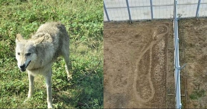 Depressed Lonely Wolf Battles Loneliness By Constantly Walking In A Loop