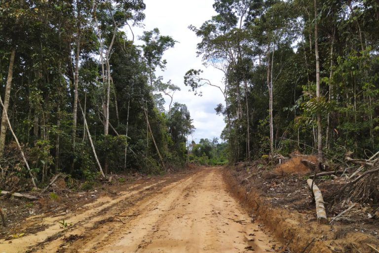 'It's As If We've Learned Nothing': Alarm Over Amazon Road Project