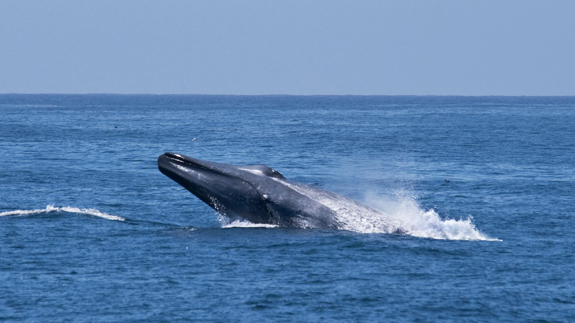 Scientists Find New Population Of Endangered Blue Whales Living In ...