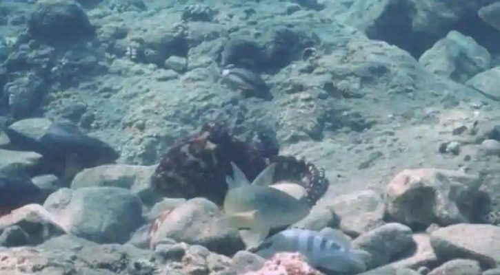 Video: Octopus Punching Fish