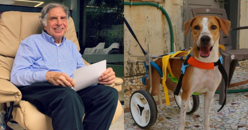 Ratan Tata's Heartwarming Post On Instagram To Find A Home For 'Sprite'