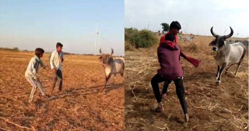 A Bull And A Man's Friendship