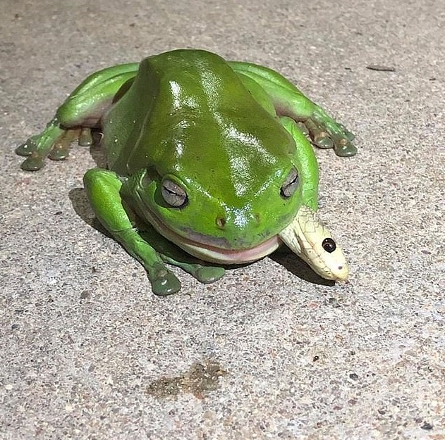 Prey Becomes Predator: Frog Devours Third Most Dangerous Snake In The ...