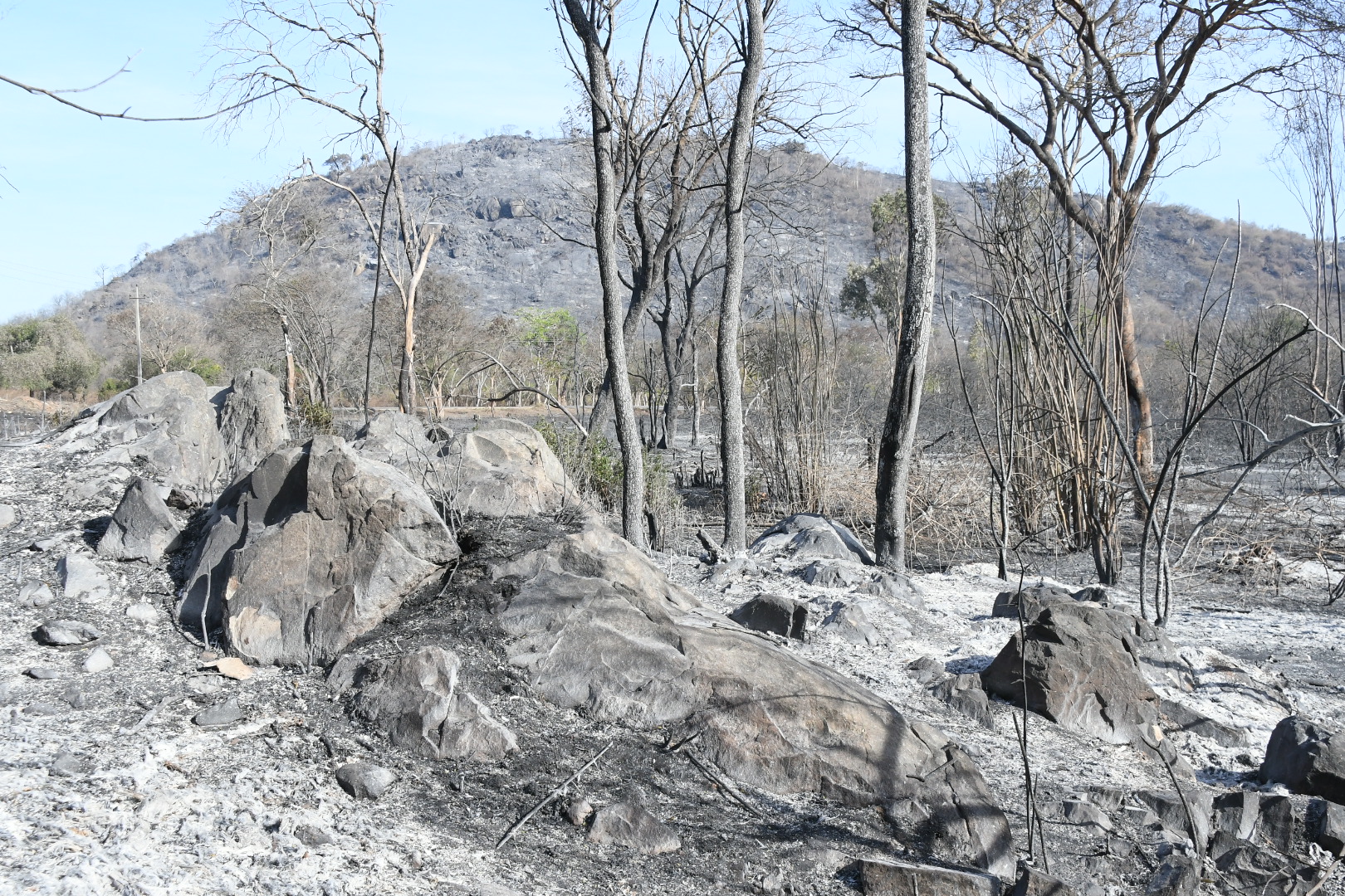 Death Of Three Forest Guards In Kerala Battling A Wildfire Shows How ...