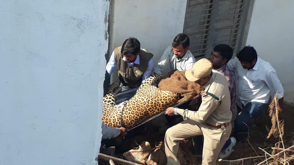 As The Number Of Human-Leopard Conflict Increase, UP To Open Five ...