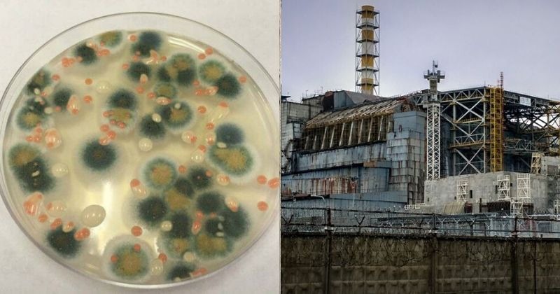 'Radiation Eating' Fungi Found In Chernobyl Could Now Protect ...