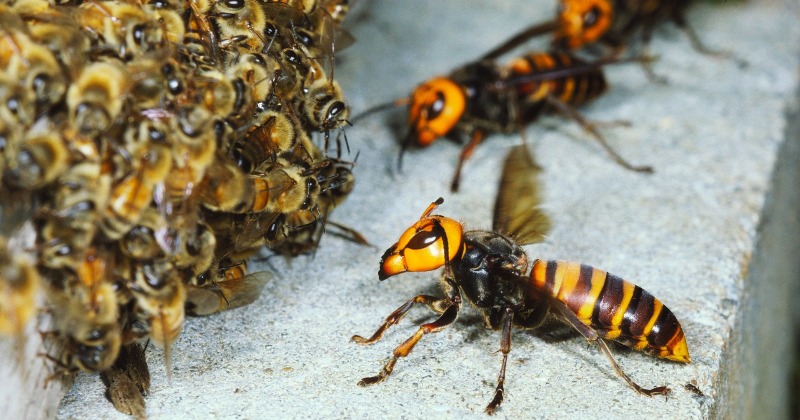 The Wasp-Eating Festival Of Japan