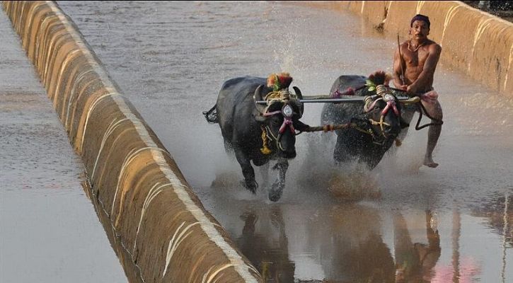What Is Kambala? Here’s Everything You Need To Know About Racing With ...