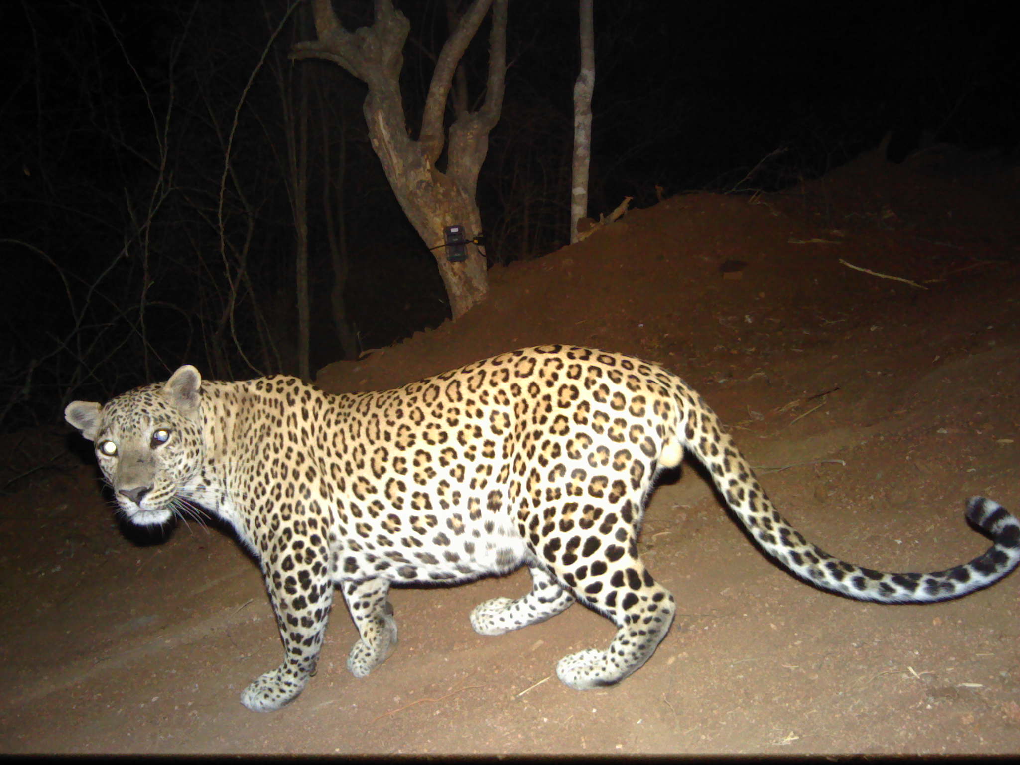 Stray Leopard That Brought Mercedes-Benz Plant In Maharashtra To A Halt ...
