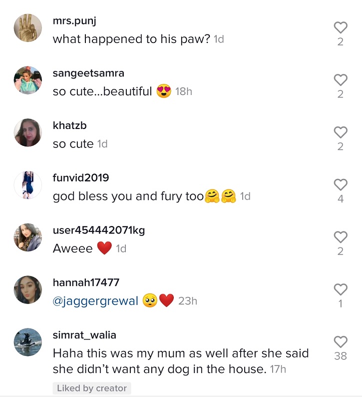 Punjabi Mother Says 'Good Boy Mera' To Injured Doggog & Bandages His Paw