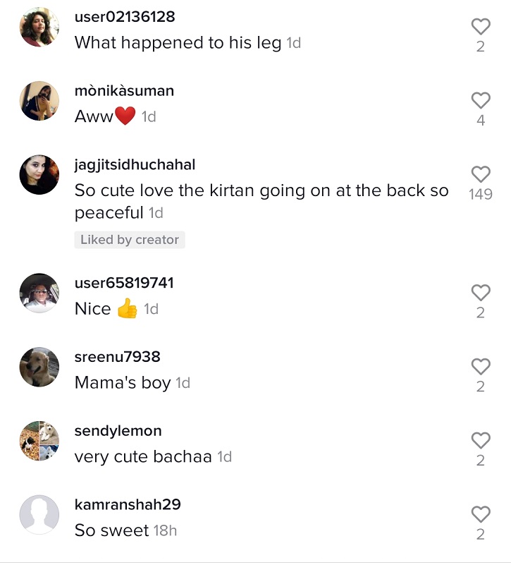 Punjabi Mother Says 'Good Boy Mera' To Injured Doggog & Bandages His Paw