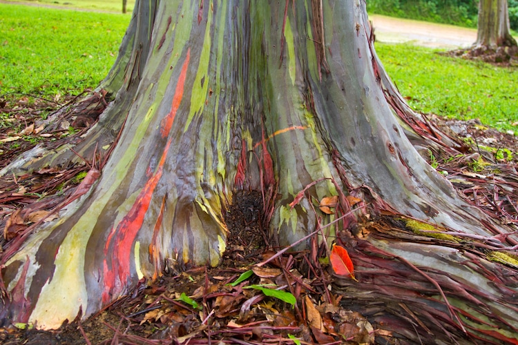Rainbow Eucalyptus: This Tree Shows Its 'True Colours', Quite Literally ...