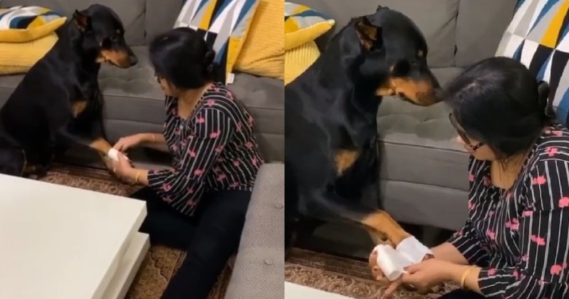 Punjabi Mother Says 'Good Boy Mera' To Injured Doggog & Bandages His Paw