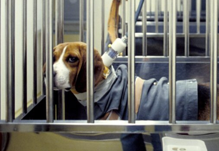 9 Animal Cruelty Practices That Are Making Us Lose Faith In Humanity ...
