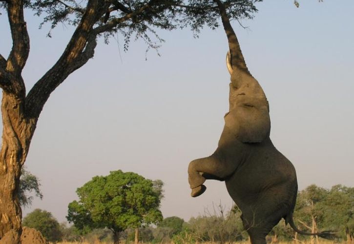 Video Of An Adult Elephant Climbing Up A Narrow Staircase Is Taking ...