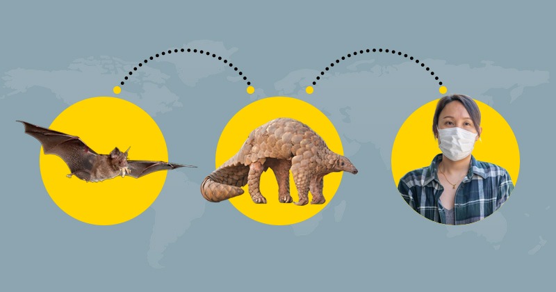 Bats To Pangolin To Humans, Scientists Claim To Identify 'Missing Link ...