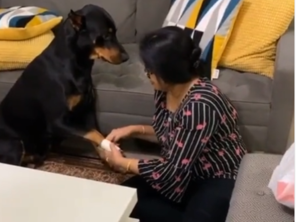Punjabi Mother Says 'Good Boy Mera' To Injured Doggog & Bandages His Paw