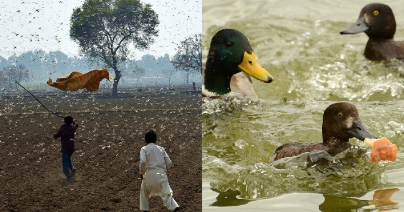 China To Send An Army Of Ducks To Pakistan To Help With Their Locust ...