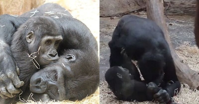Viral Video: Gorillas Play Fight And Cuddle At Prague Zoo Until Elder ...