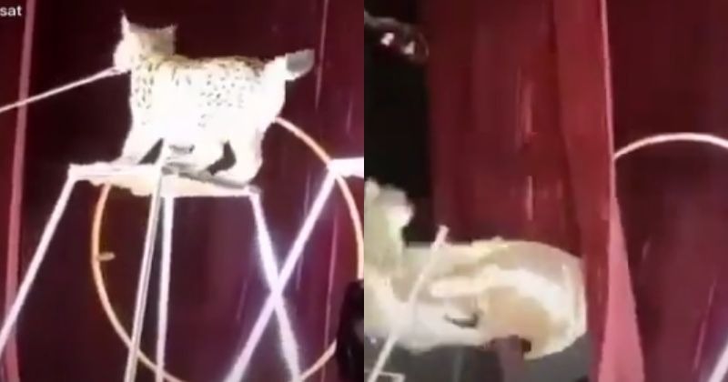 Lynx Attacks Circus Trainer During Performance In South Ossetia & It's ...