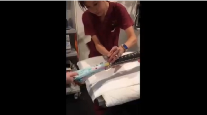 Video Shows Vets Taking Out A Beach Towel That 'Monty' The Python Swallowed