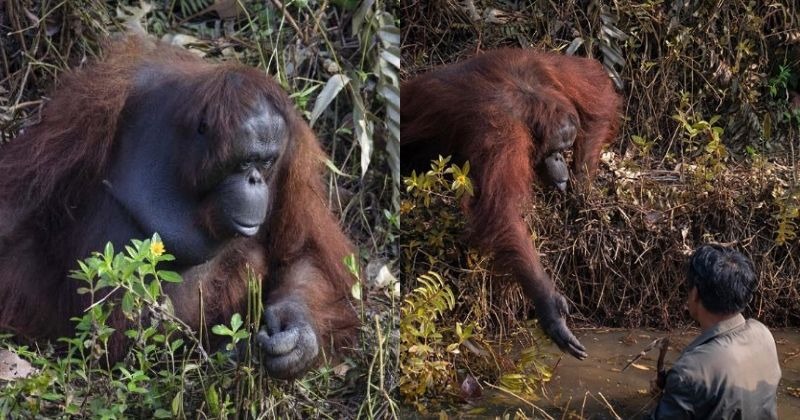 Helping Hand: Orangutan Reaches Out To Save Man Wading In Snake ...