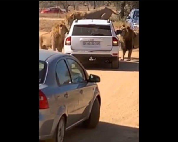 Chilling Footage Shows A Lion Sitting On Top Of A Car With 2 Others ...