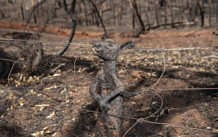 24 Heartbreaking Pics Of Australian Bushfires That Are So Devastating ...