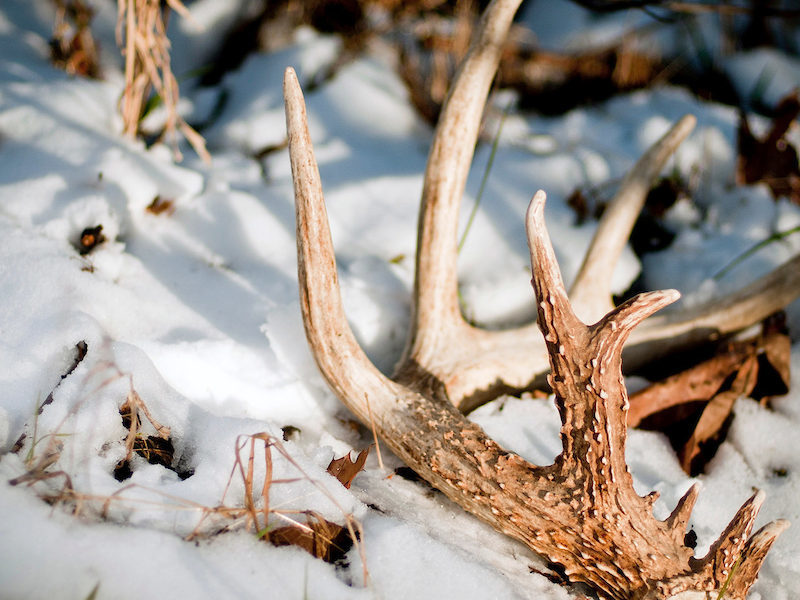 Viral Video: Deer Shed Its Antlers In The Middle Of The Night, Thinking ...