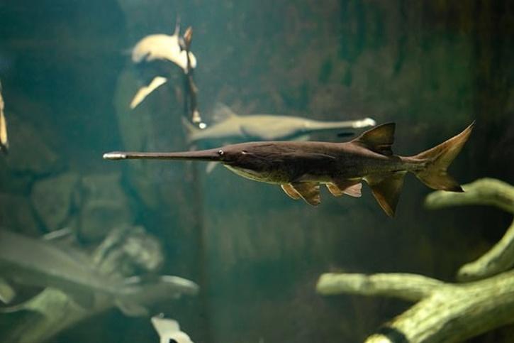 Chinese Swordfish Has Been Declared Officially Extinct By Scientists