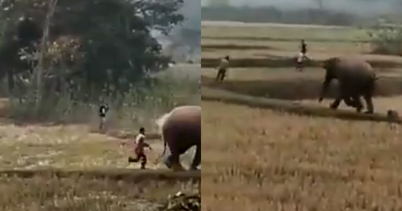 Video Shows Sadistic Man Provoking Elephant By Hitting It WIth Stick ...