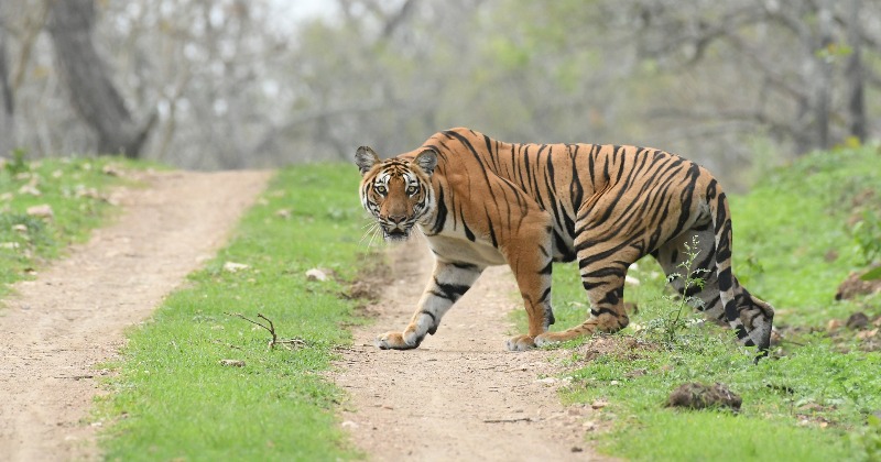Goa Loses 4 Tigers In Just 4 Days