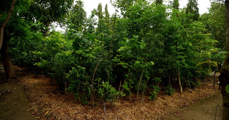 India Increased Its Forest Cover, Some Facts