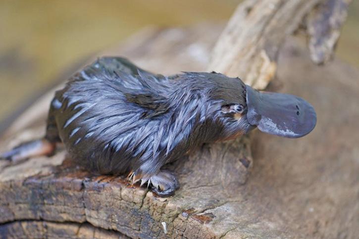 The Humble Platypus Is On The Verge Of Extinction Due To Selfish Humans ...