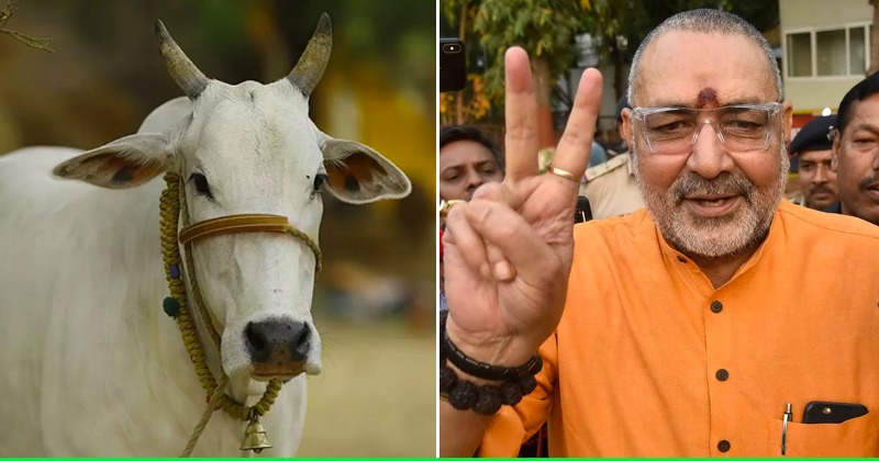 Union Minister & BJP Leader Giriraj Singh Wants Scientists To Research More On Cow Dung, Urine