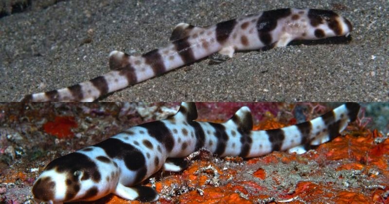 Result Of Evolution? Scientists Have Just Discovered Four New Species ... Result Of Evolution? Scientists Have Just Discovered Four New Species ...